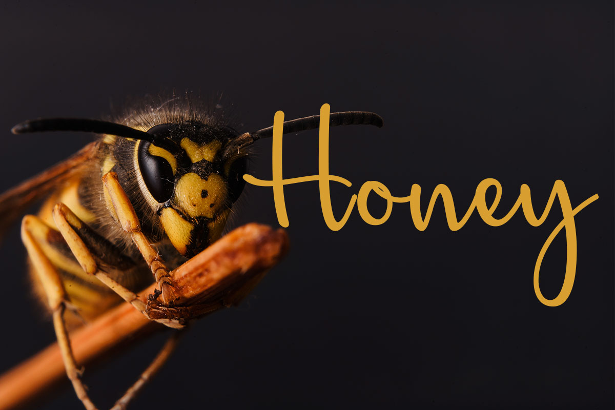 35+ Best Honey and Bee Fonts (FREE / Premium) 2024 | Hyperpix